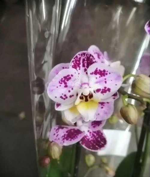 Орхидея фаленопсис гибрид 521