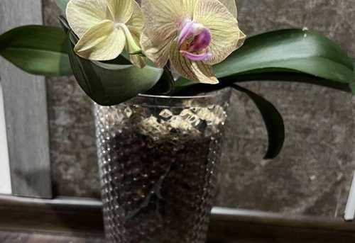 Сортовая орхидея KV Beauty
