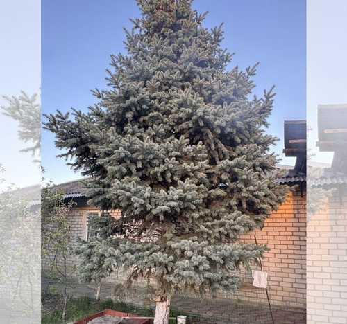 Ель голубая