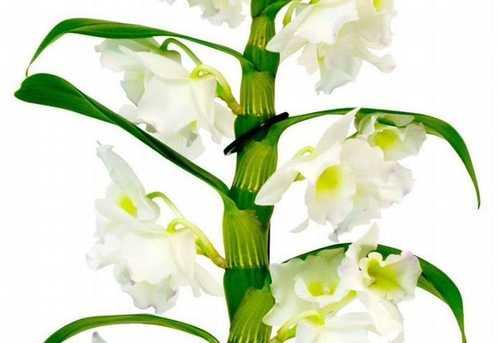 Орхидея дендробиум нобиле ростки