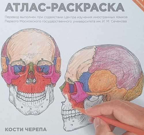 Атлас анатомии человека