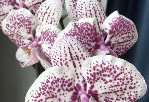 Орхидея фаленопсис домашняя возможен обмен