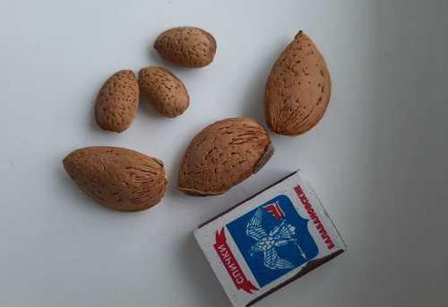 Миндаль Киргизский десертный семена