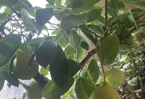Лимонное дерево с плодами