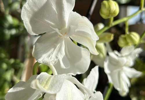 Орхидея фаленопсис мутант для клонирования