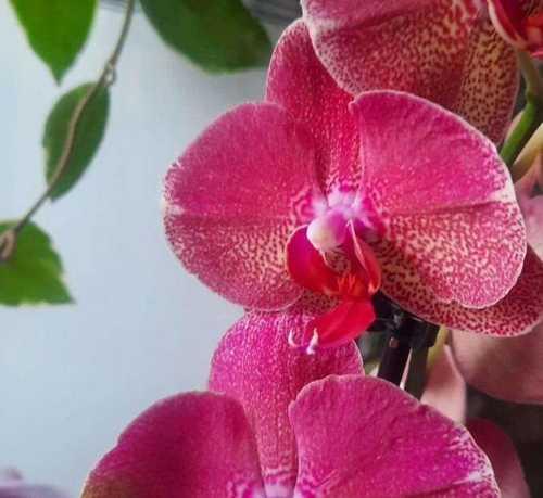 Орхидея фаленопсис Рауль. Детка на цветоносе. Срез