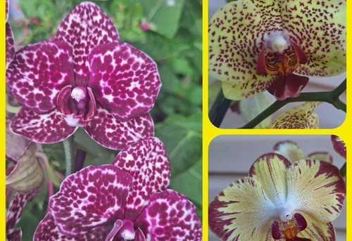 Сортовая орхидеия фаленопсис - 3