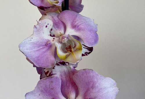 Орхидея фаленопсис бабочка Арт нуво