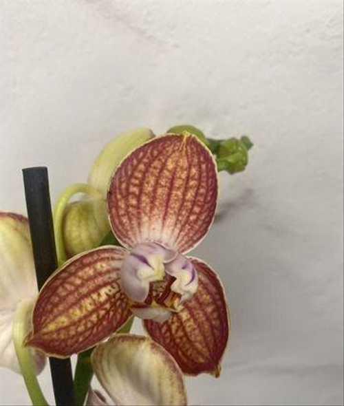 Орхидея фаленопсис торино бабулетка
