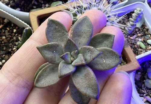 Суккулент Graptosedum bronze medvl