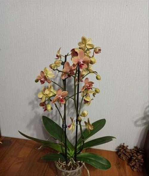 Орхидея мультифлора Арома Сансет Лав 2 ствола