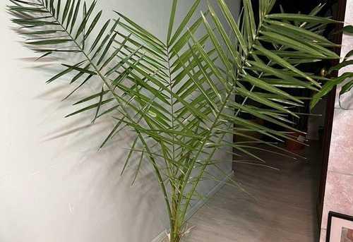 Финиковая пальма, канарский финик, в наличии