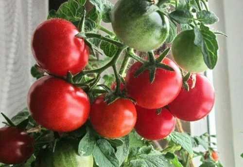 Семена горшочных помидоров