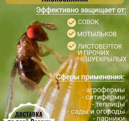 Трихограмма. trichogramma против совок