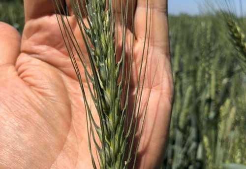 Семена Канадской озимой пшеницы рс1