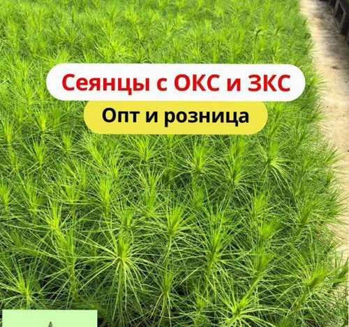 Сосна Обыкновенная/Pinus sylvestris