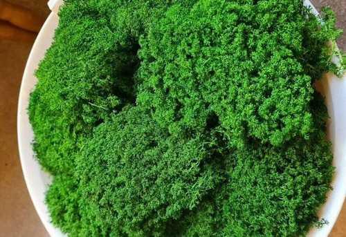 Вечно зеленый мох для интерьер спилы рейка декор