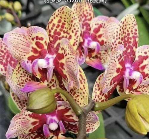 Орхидея фаленопсис Пелор Phal. Lucky Leopard