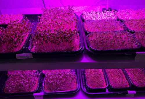 Стартовый набор для выращивания микрозелени