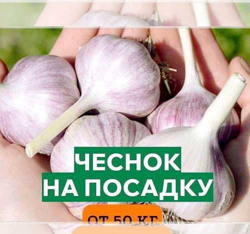 Чеснок озимый на посадку