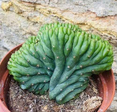 Кактус Trichocereus pachanoi f. cristata