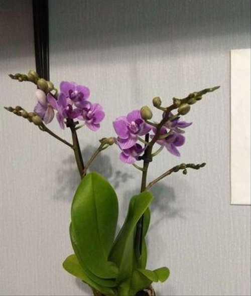 Орхидея мультифлора Violet Queen,2 ствола