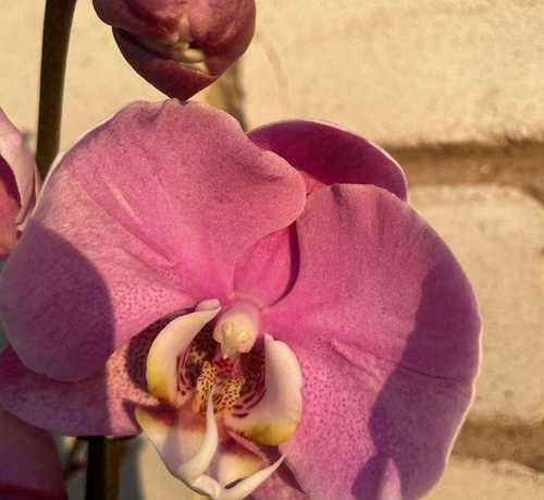 Орхидея фаленопсис Тайсуко Анна бабочка