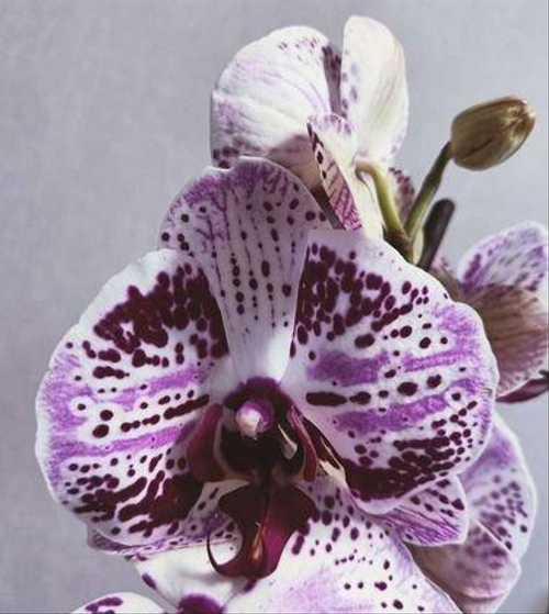 Орхидея фаленопсис аля фронтера цветёт