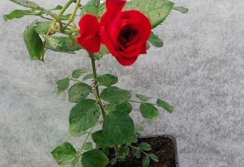 Розы флорибунда Красная Шапочка
