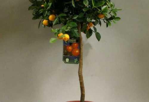 Мандариновое дерево с плодами
