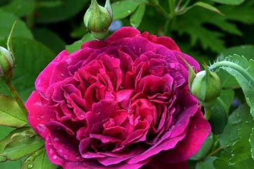 Саженцы роза английская вильям шекспир