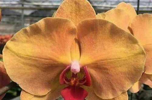 Орхидея Фаленопсис Phal. Веаuty Diаmоnd