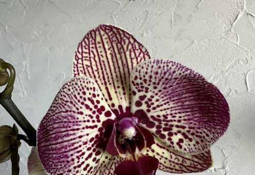 Орхидея фаленопсис клеопатра