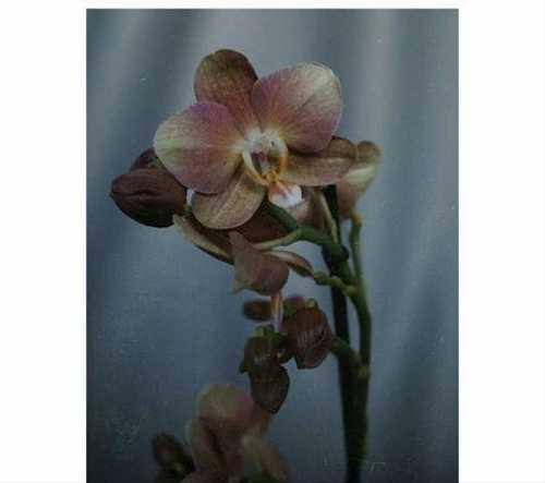 Цветущая орхидея фаленопсис Monaco (Монако)