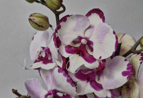 Орхидея биглип Молния