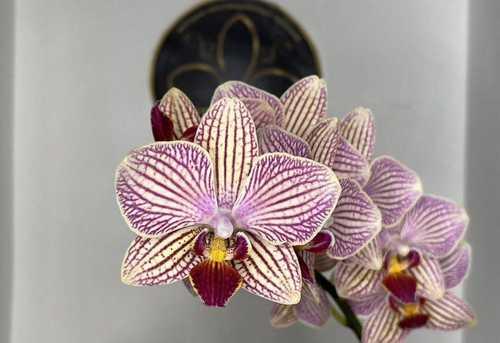 Орхидея фаленопсис Oscar ароматная