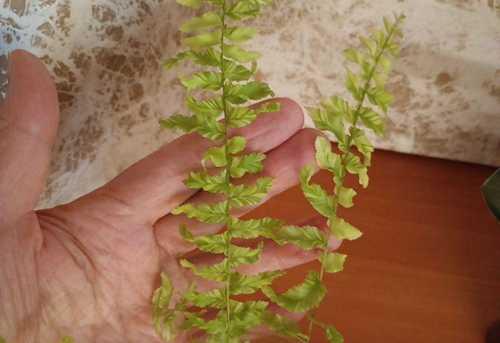 Папоротник Tiger Fern, сциндапсус мунлайт