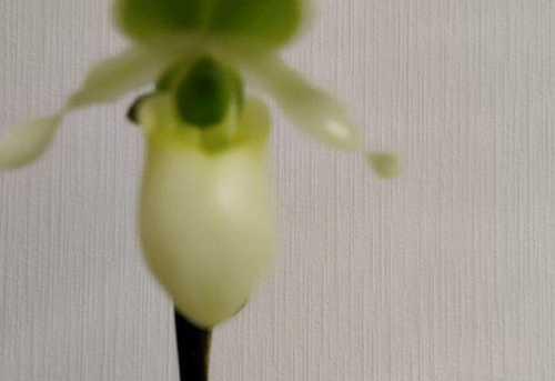 Орхидея башмачок -пинокио