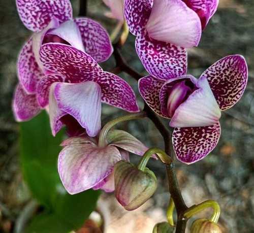 Орхидея Мультифлора Пелорик
