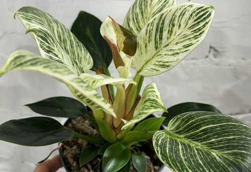 Филодендрон Вайт вейв, Philodendron White Wave