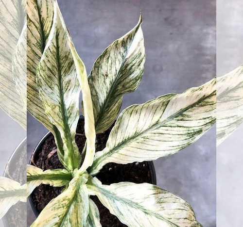 Spathiphyllum Wallisii var. (Спатифиллум Уоллиса)