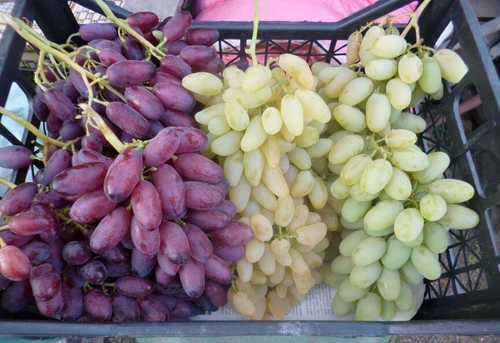 Вегетирующие Саженцы винограда