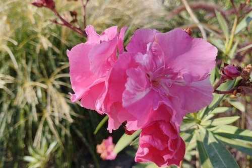 Олеандр розовый махровый куст