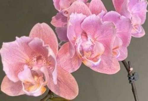 Орхидея фаленопсис бабочка Цветущая Вишня