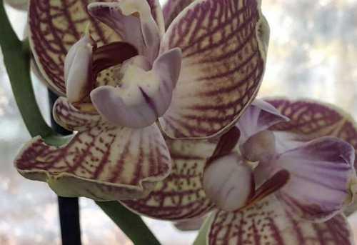 Орхидея фаленопсис Ravello