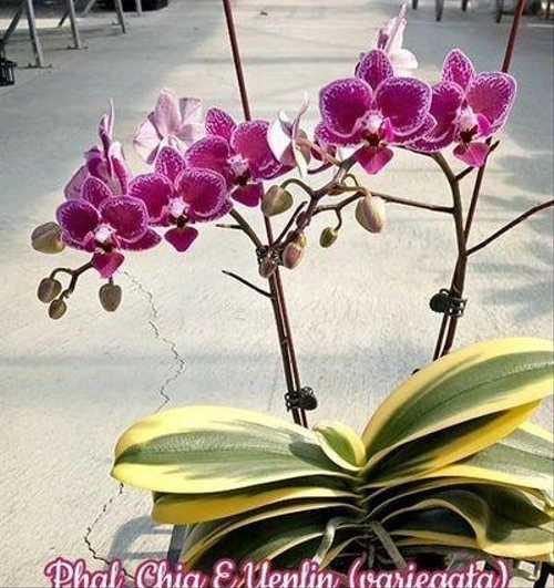 Орхидея фаленопсис В30 Phal. Chia E Yenlin