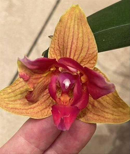 Орхидея Phalaenopsis Surf Song (трилипс)
