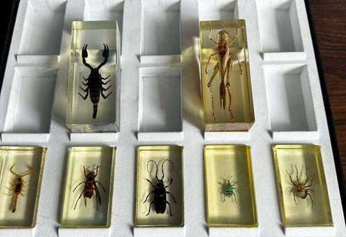 Коллекция насекомых в стекле Deagistoni