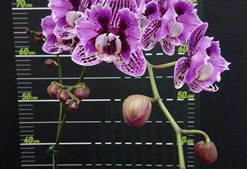 Орхидея Miki Opera (peloric)