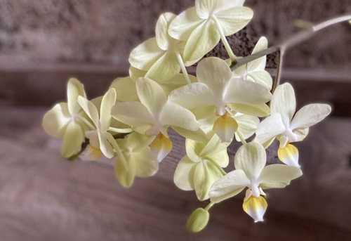Орхидея фаленопсис лимонного цвета